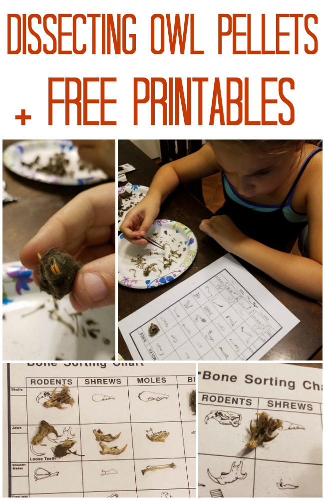 How to Dissect Owl Pellets: Homeschool Project - Slap Dash Mom
