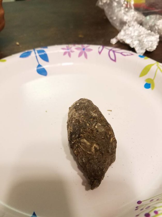 How to Dissect Owl Pellets: Homeschool Project - Slap Dash Mom