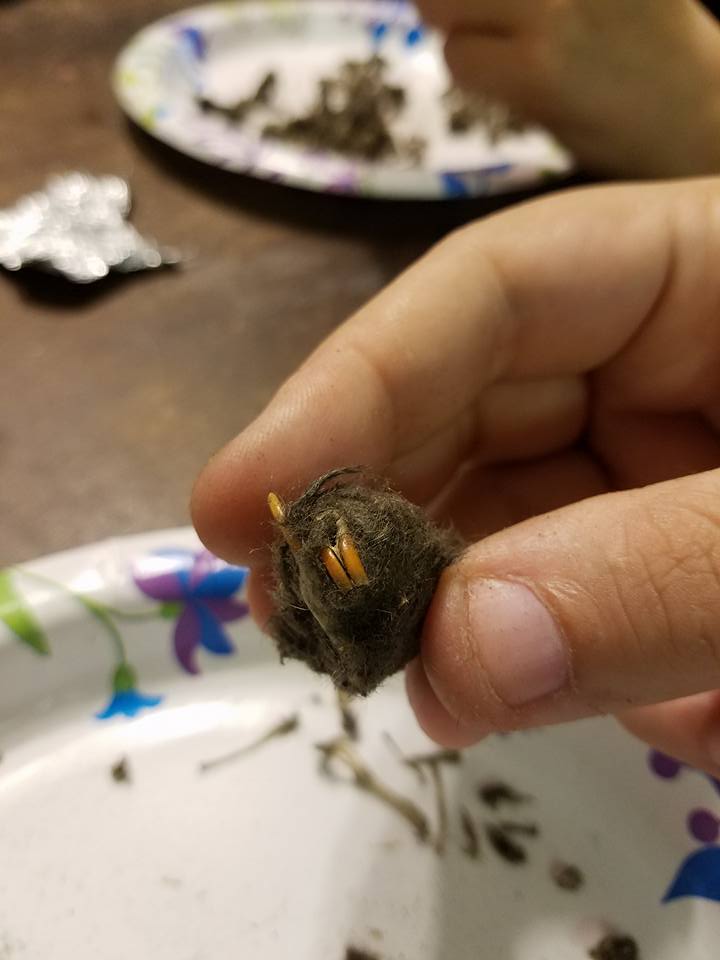 How to Dissect Owl Pellets: Homeschool Project - Slap Dash Mom